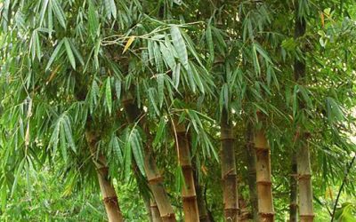 Bamboo Species List | Carolina Bamboo Garden