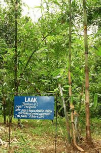 Laak Bamboo | Carolina Bamboo Garden