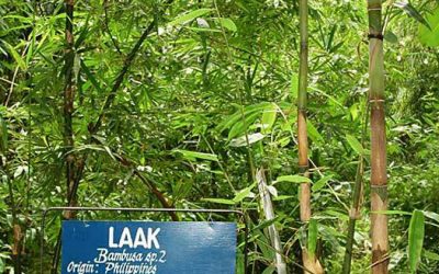 Bamboo Species List | Carolina Bamboo Garden
