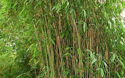 Bamboo Species List | Carolina Bamboo Garden