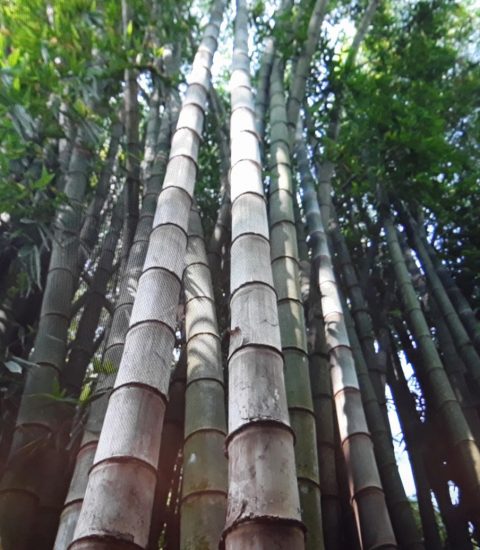 Giant Bamboo | Carolina Bamboo Garden